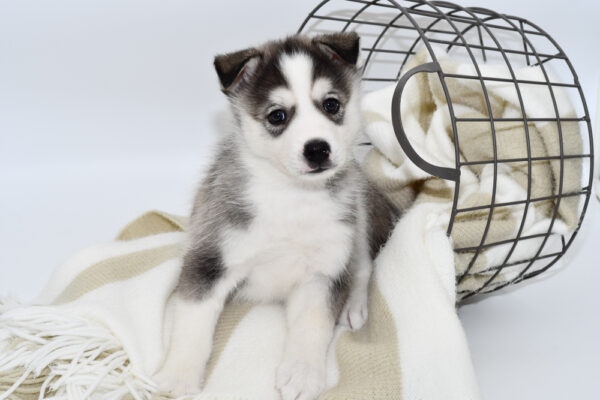 Huskimo Puppy Black & White ID:35899 Located at Petland Novi, Michigan