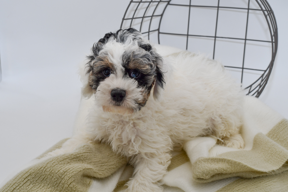 Dogs and Puppies for Sale - Petland Novi, Michigan Puppy Store