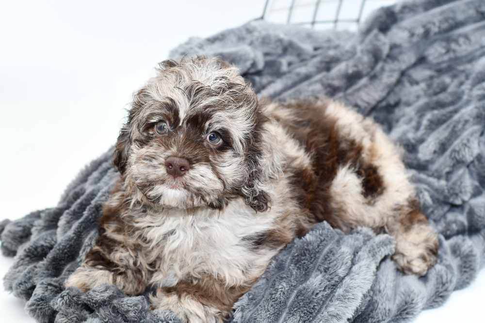 Dogs and Puppies for Sale - Petland Novi, Michigan Puppy Store