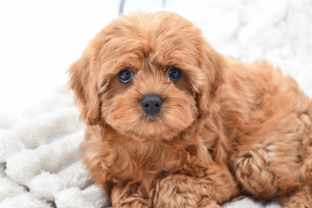 Petland Novi | Find Puppies, Pets & Dog Supplies