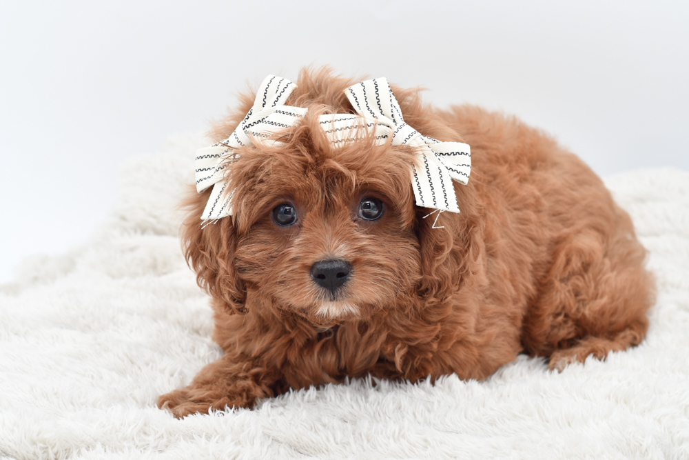 Cavapoo Puppies - Breed Info - Petland Novi, Michigan