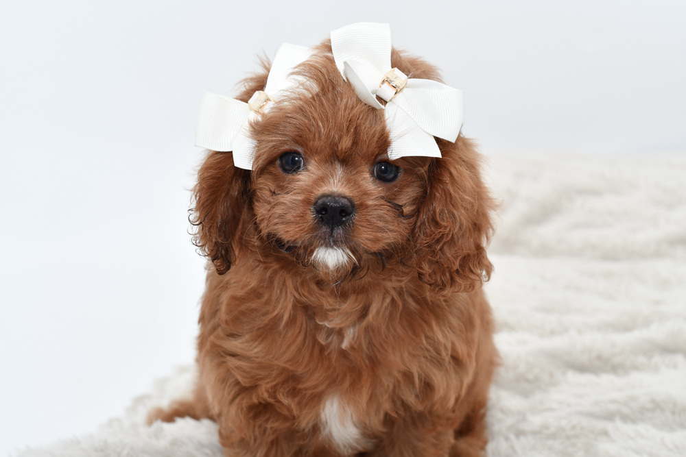 Cavapoo Puppies - Breed Info - Petland Novi, Michigan