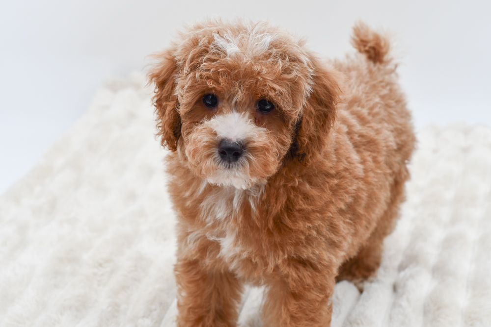 Poodle Mini Puppy Chocolate ID: 40206 Located at Petland Novi, Michigan